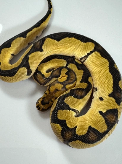 Clown Het DG Ball Python by Balls Deep Reptiles LLC