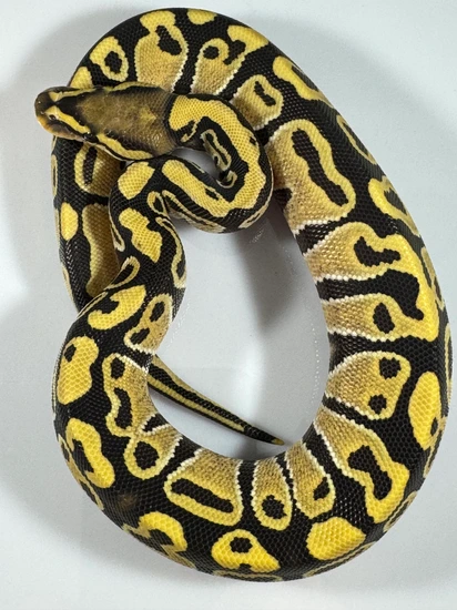 DG Het Clown Ball Python by Balls Deep Reptiles LLC