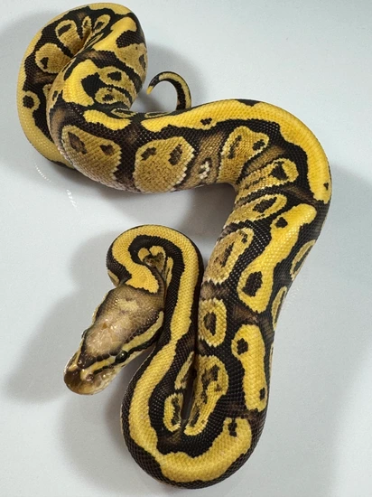 Super Vanilla Het Clown Ball Python by Balls Deep Reptiles LLC