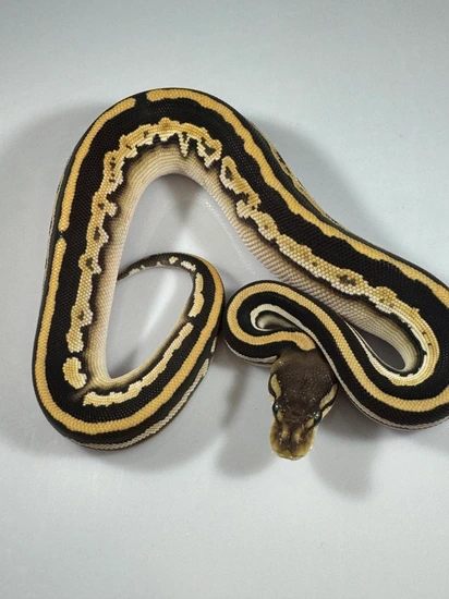 OD Black Magic DG 50% Het Hypo Ball Python by Balls Deep Reptiles LLC