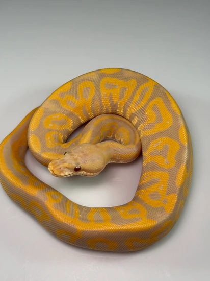 BP Leo Candy Ball Python by Balls Deep Reptiles LLC