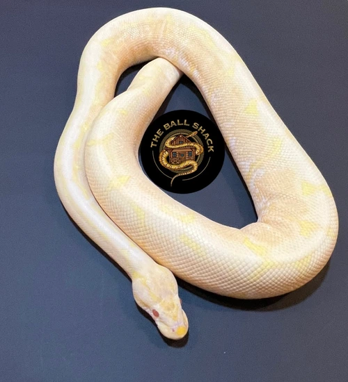 Albino Spider Ball Python by The Ball Shack