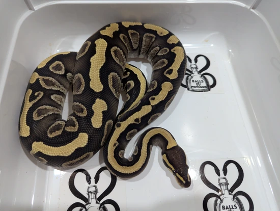 Mystic GHI Het Clown Ball Python by Balls N Potions