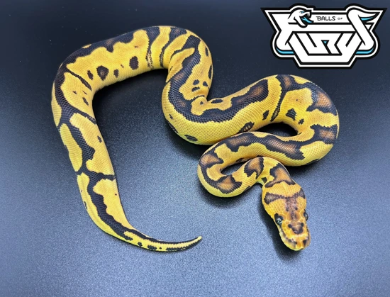 Fire Yellowbelly Clown Ball Python by Balls Of Fury Ball Pythons