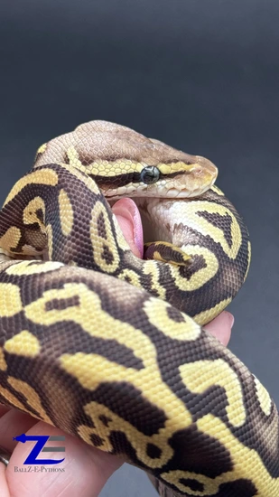 Pastel Mojave Leopard Ball Python by Ballz-E-Pythons