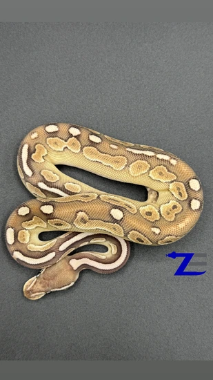 Cinnamon Lesser Het Hypo Ball Python by Ballz-E-Pythons