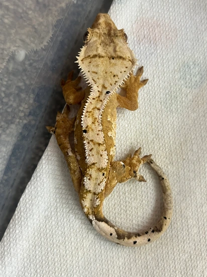 Yellow Harlequin W/ Some Dal Spots Crested Gecko by KCCG Exotics
