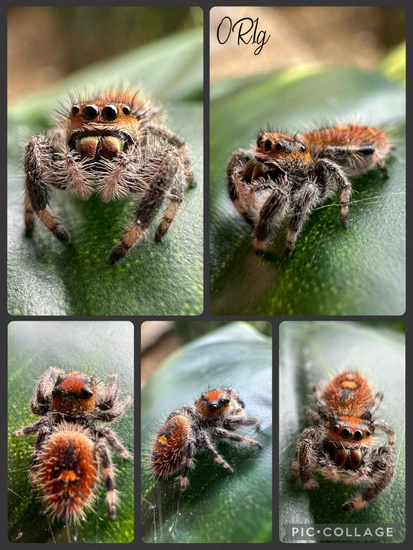 CB I8 P Regius “Regal Female Jumping Spider by Giggle’s Jumping Joys