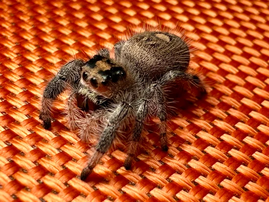 P. Regius “regal” Jumping Spider by Giggle’s Jumping Joys