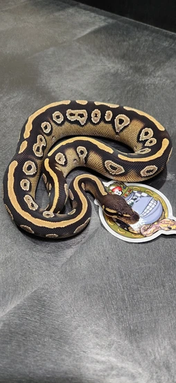 ♂️ Blackhead Mohave 💯 Dh Hypo Puzzle ... FREE SHIPPING‼️ Ball Python by ...
