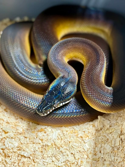 Biak White Lipped Python White-Lipped Python by B&B Reptiles