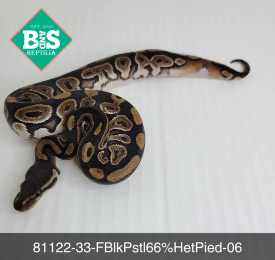Female Black Pastel 66%Het Pied Ball Python by B and S Reptilia