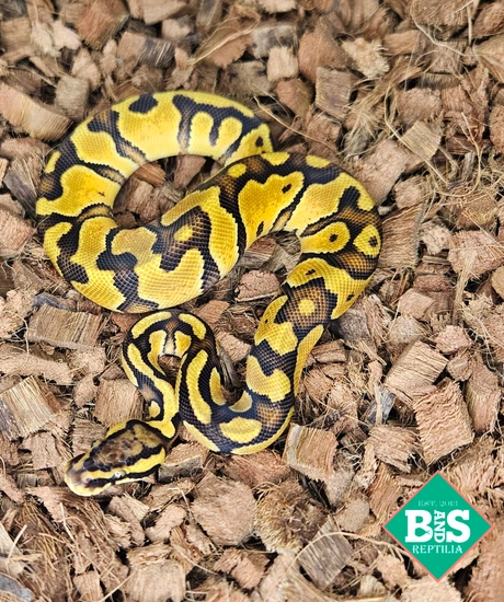 Male Pastel Enchi Trojan Ball Python by B and S Reptilia