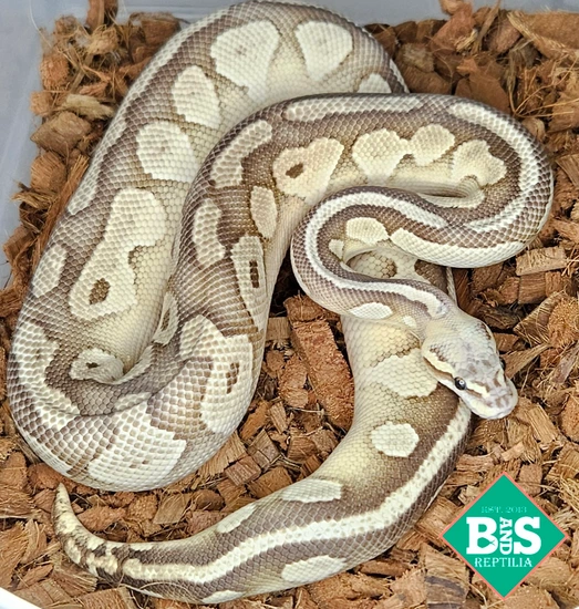 Red Head Lesser Pastel Het Hypo Ball Python by B and S Reptilia
