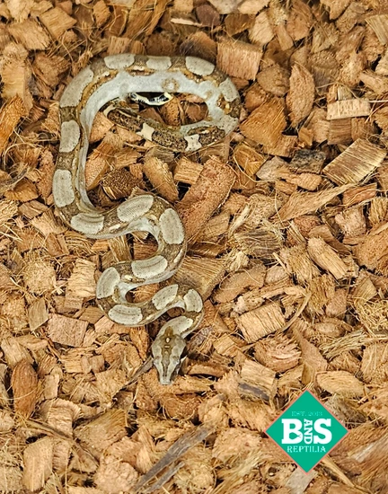 Vin Russo Blood Peruvian Longicauda Peruvian Long-Tailed Boa ...