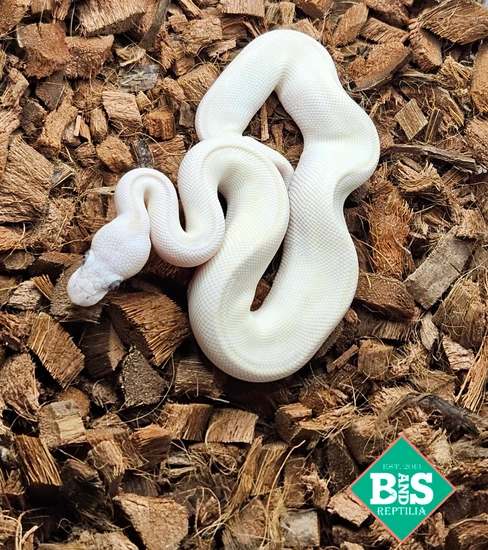 Lesser,Mojave Special Ball Python by B and S Reptilia