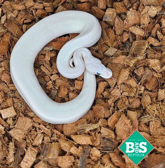 Lesser, Mojave, Or Special BEL Ball Python by B and S Reptilia
