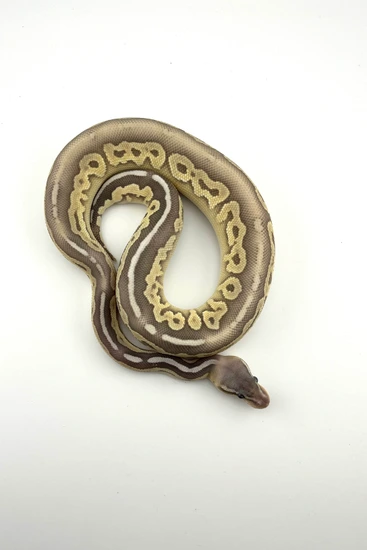 Black Pewter Butter Hypo Het G-Stripe Ball Python by Bankrupt Reptiles