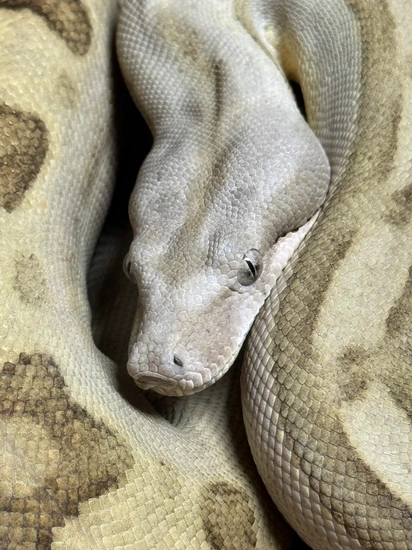 2023 0.1 Labyrinth Motley Poss Arabesque 66% Het VPI Boa Constrictor by ...