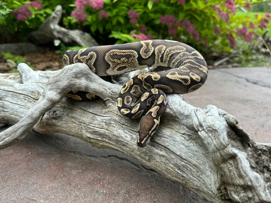 GHI Het Pied Ball Python by Arctic Morphs