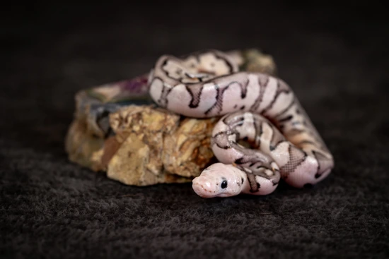 "Smoke" Ball Python by Arctic Morphs