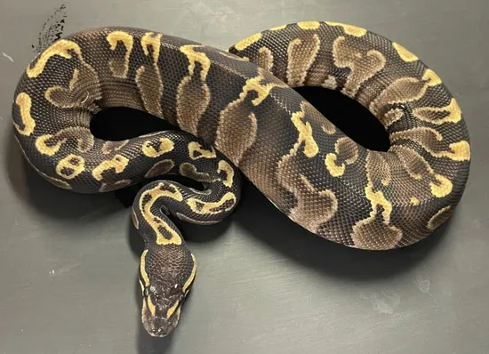 Fusion Phantom Ghi Ball Python by Hognose.UK