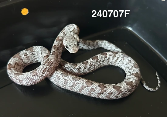 Miami Shatter Corn Snake by Cody's Corn Snakes