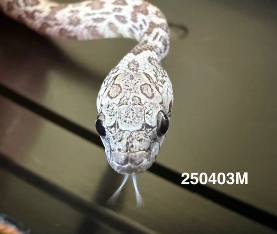 Miami Shatter Corn Snake by Cody's Corn Snakes