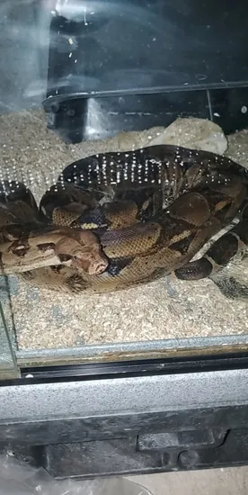 Bci Female Boa Boa Constrictor by MB Exotics