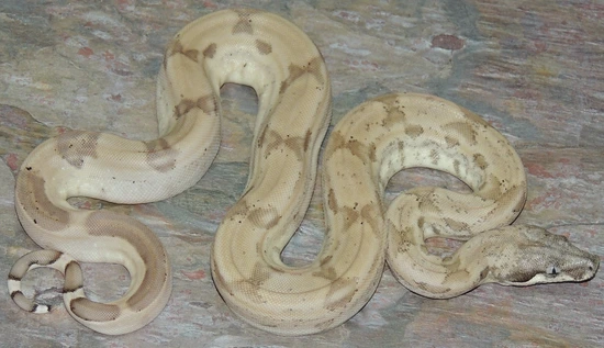 Poss Super Ghost 100% Het BWC Boa Constrictor by Basically Boas