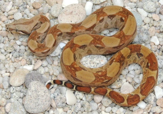 2021 (1.2) Salmon Aby Hypo Kahl Blizzard Motley Arabesque Group Boa ...