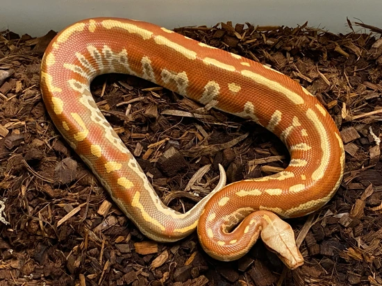 2021 (1.1) T+ Striped Albino Blood Pythons. by Basically Boas