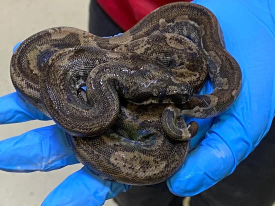 2024 Female Ghost Devil Motley (IMG Hypo RDR BEA CA Motley) Boa ...
