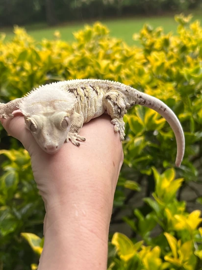 Lilly White Crested Gecko by Batty Exotics