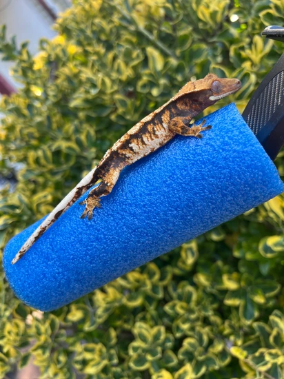 Tri Color Crested Gecko by Batty Exotics