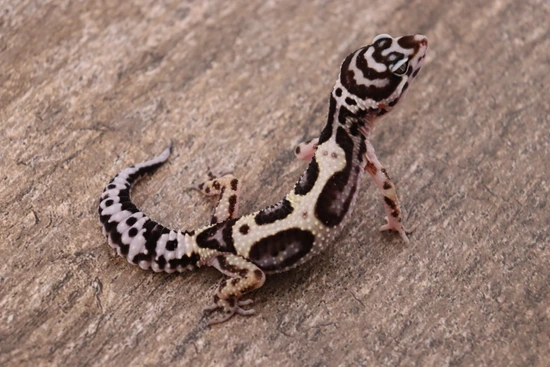 Halloween Mask/Extreme Bold Leopard Gecko by Bayside Geckos
