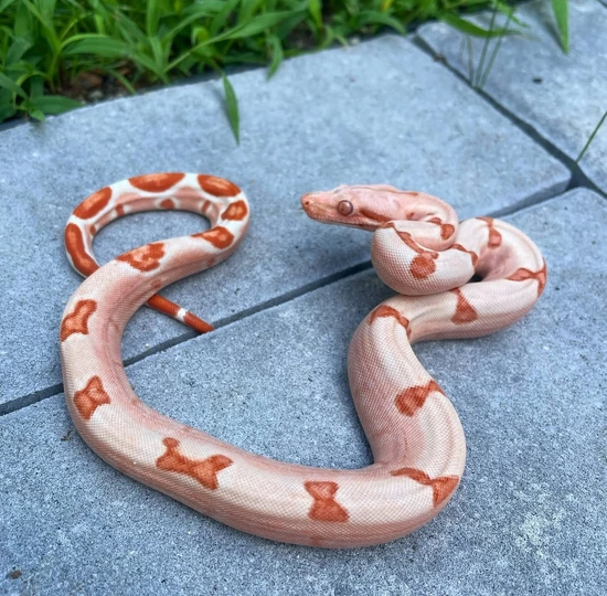2024 Possible Super Sunglow Boa Constrictor by Baystate Boas