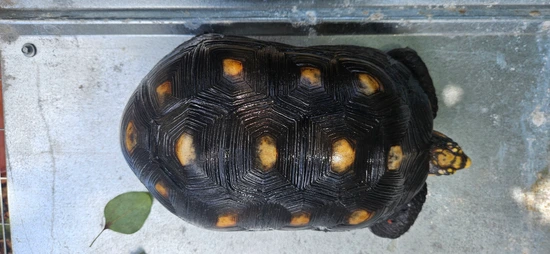 Redfoot Male Red-Footed Tortoise by BB Reptiles
