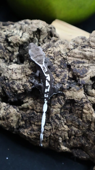 Lily White Axanthic Poss Female Crested Gecko LWAX07 by BB's crested ...