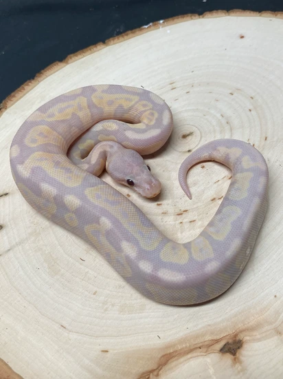 Super Banana Wookie Ball Python by Cassella Constrictors