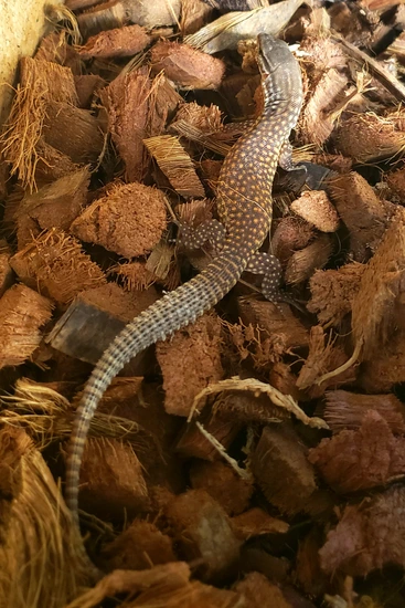 Red Ackie Monitors by Driftless Reptiles