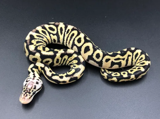 Crypton Pastel Spotnose Het Desert Ghost (Free Shipping!) Ball Python ...