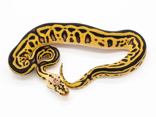 Pastel Crypton Enchi Leopard Het Desert Ghost Ball Python by Bradford Cole