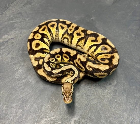 Pastel Spotnose Yellowbelly Het Desert Ghost Het Clown Ball Python by ...