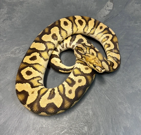 Red Stripe Chocolate Spotnose Clown 50% Het Piebald Ball Python by ...