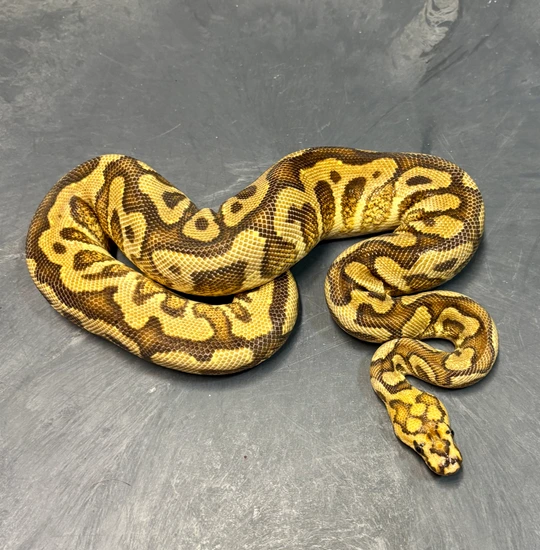 Spotnose Red Stripe Yellowbelly Granite Clown Ball Python by Bradford Cole