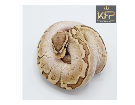 Pastel Bamboo Het Clown Ball Python by King Family Pythons