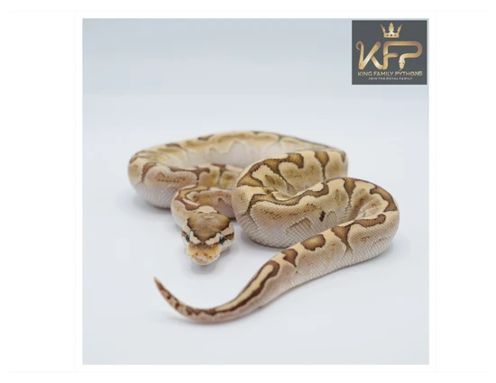 Pastel Bamboo Het Clown Ball Python by King Family Pythons