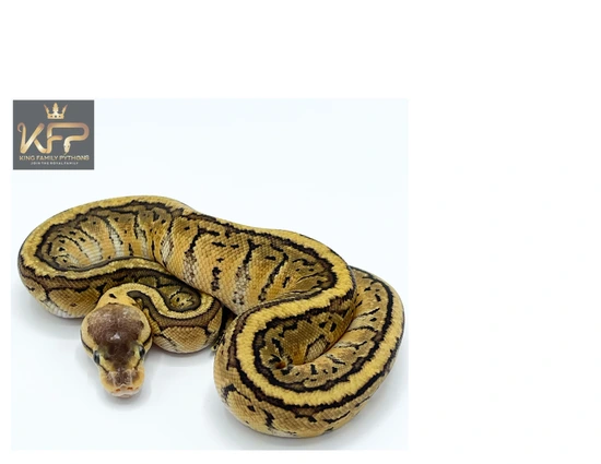 Chocolate Pastel Pinstripe Het Clown Ball Python by King Family Pythons