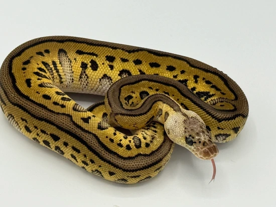 Pastel Leopard Spotnose Clown Ball Python by King Family Pythons